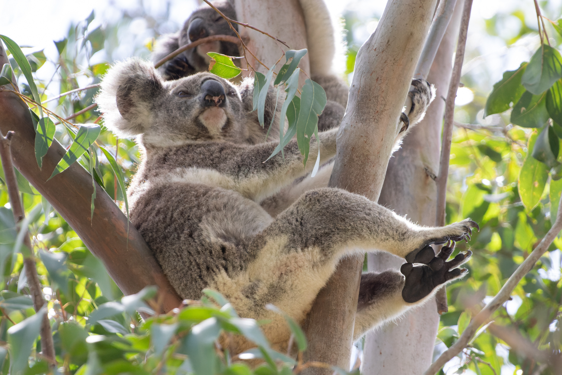 Koala Guardians Project - Friends of the Koala