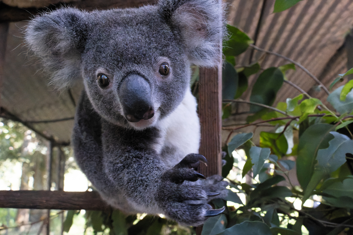 Koala Kindy April 2024 - Friends of the Koala