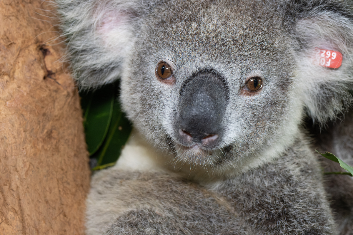 Koala Kindy April 2024 - Friends of the Koala