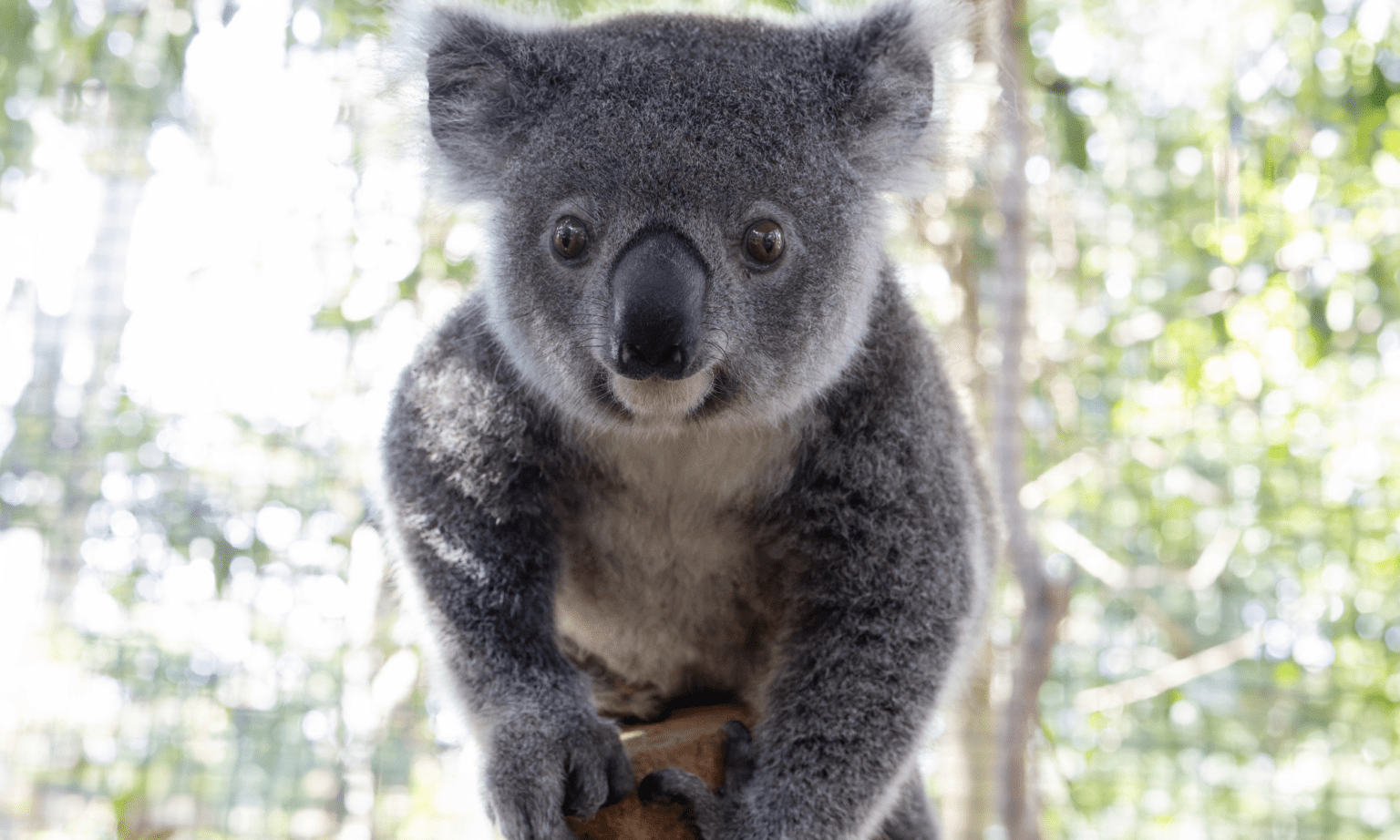 Koala Kindy & Care Centre September 2024 - Friends of the Koala