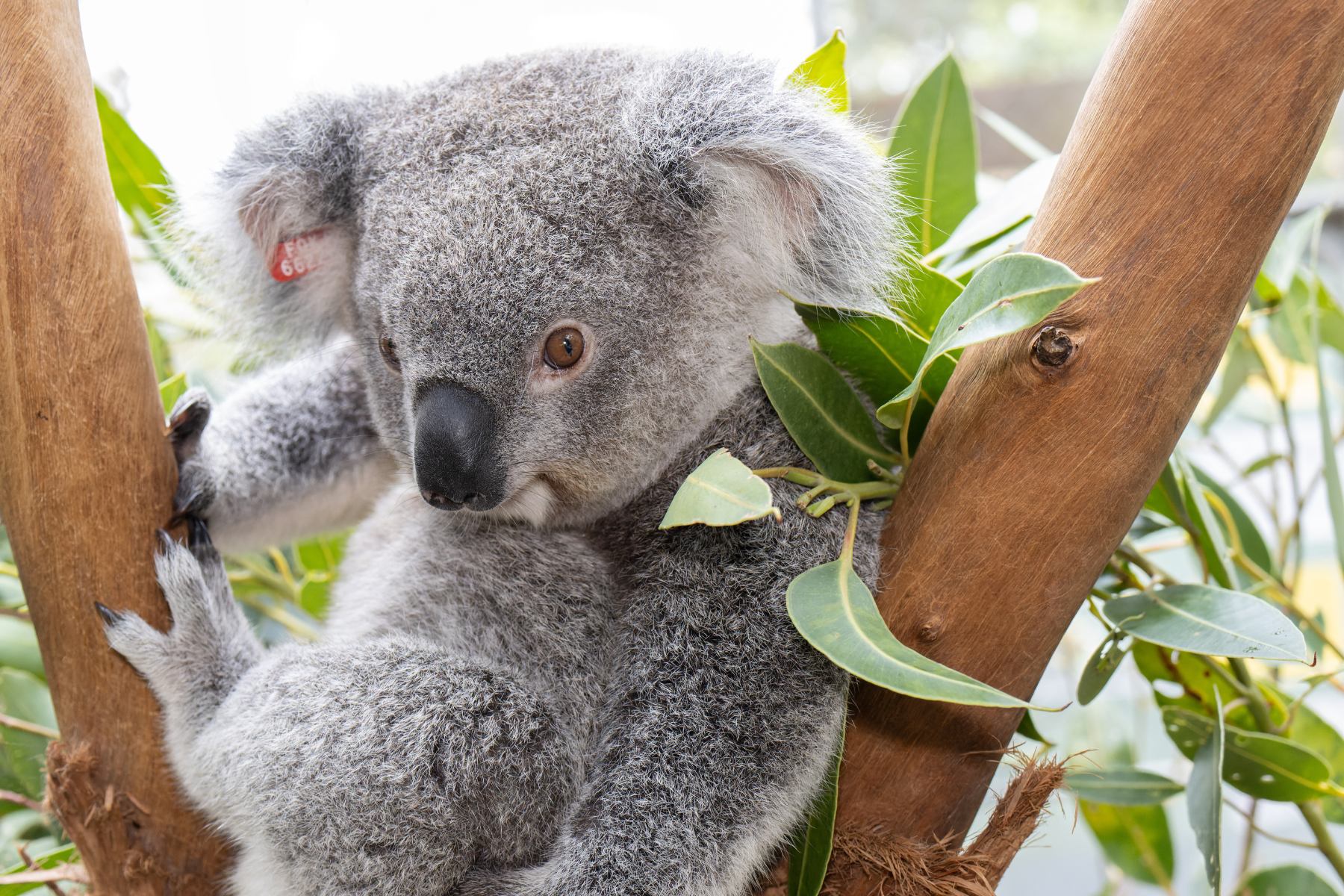 Koala Kindy December - Friends of the Koala