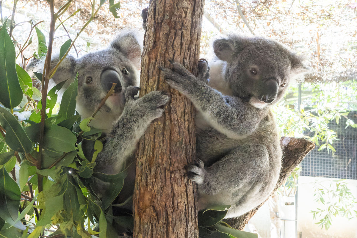 Facts about koalas - breeding season - Friends of the Koala