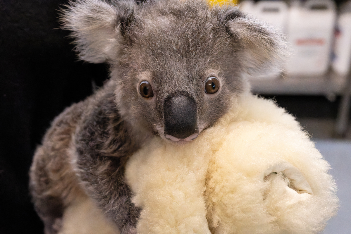 Facts about koalas - breeding season - Friends of the Koala
