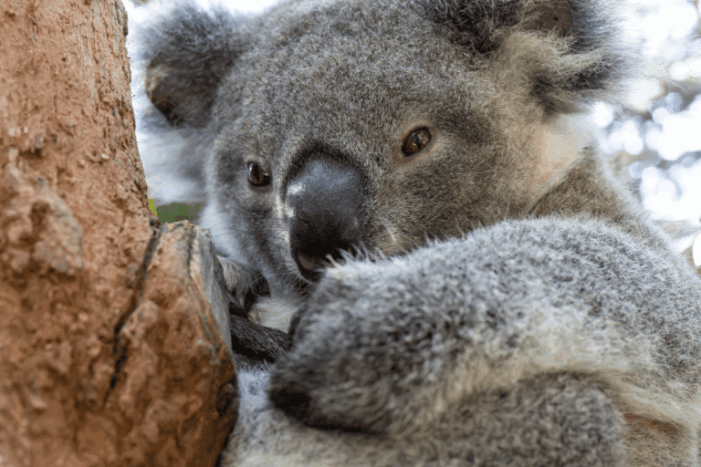 Facts about koalas - breeding season - Friends of the Koala