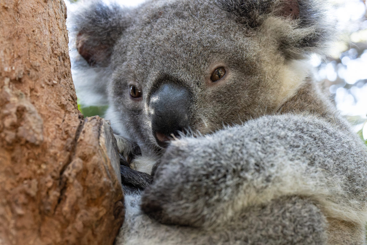 Koalas: Australia’s Iconic Marsupial Facing a Fragile Future - Friends ...