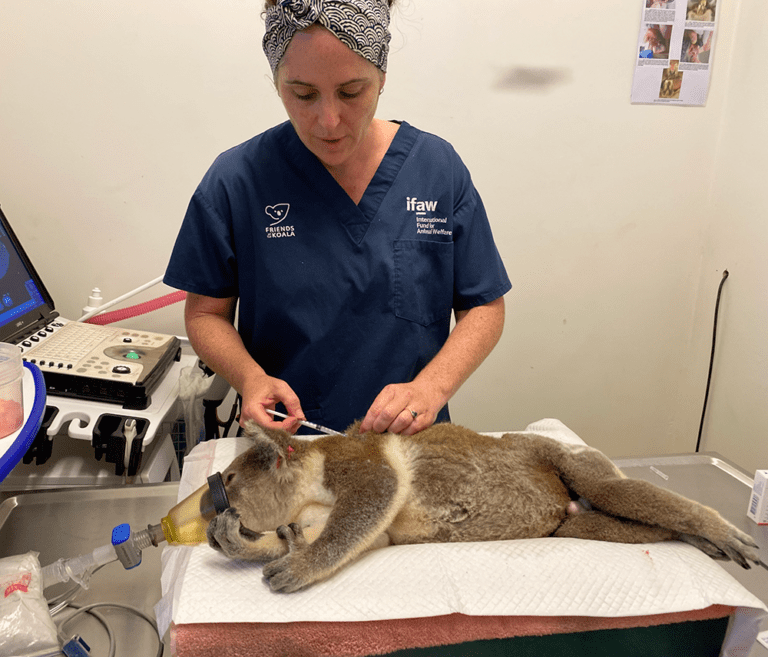 Koala Research & Koala Chlamydia Vaccine Research - Koala Chlamydia ...