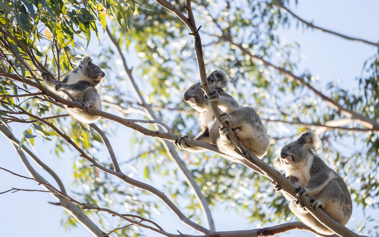 Facts about koalas - breeding season - Friends of the Koala