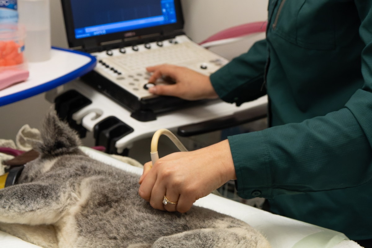 Facts about koalas - breeding season - Friends of the Koala