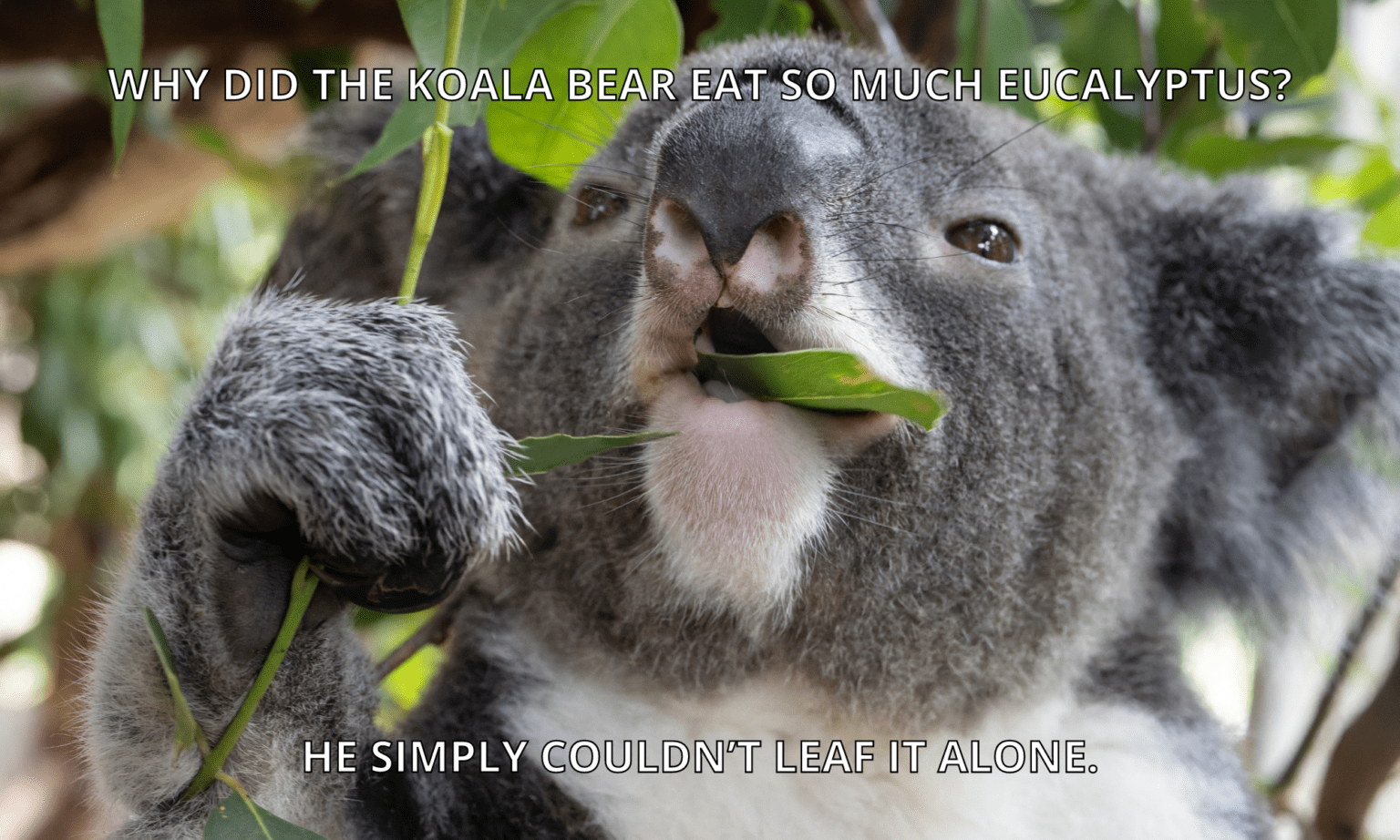 Koalaty jokes for kids of all ages! - Friends of the Koala