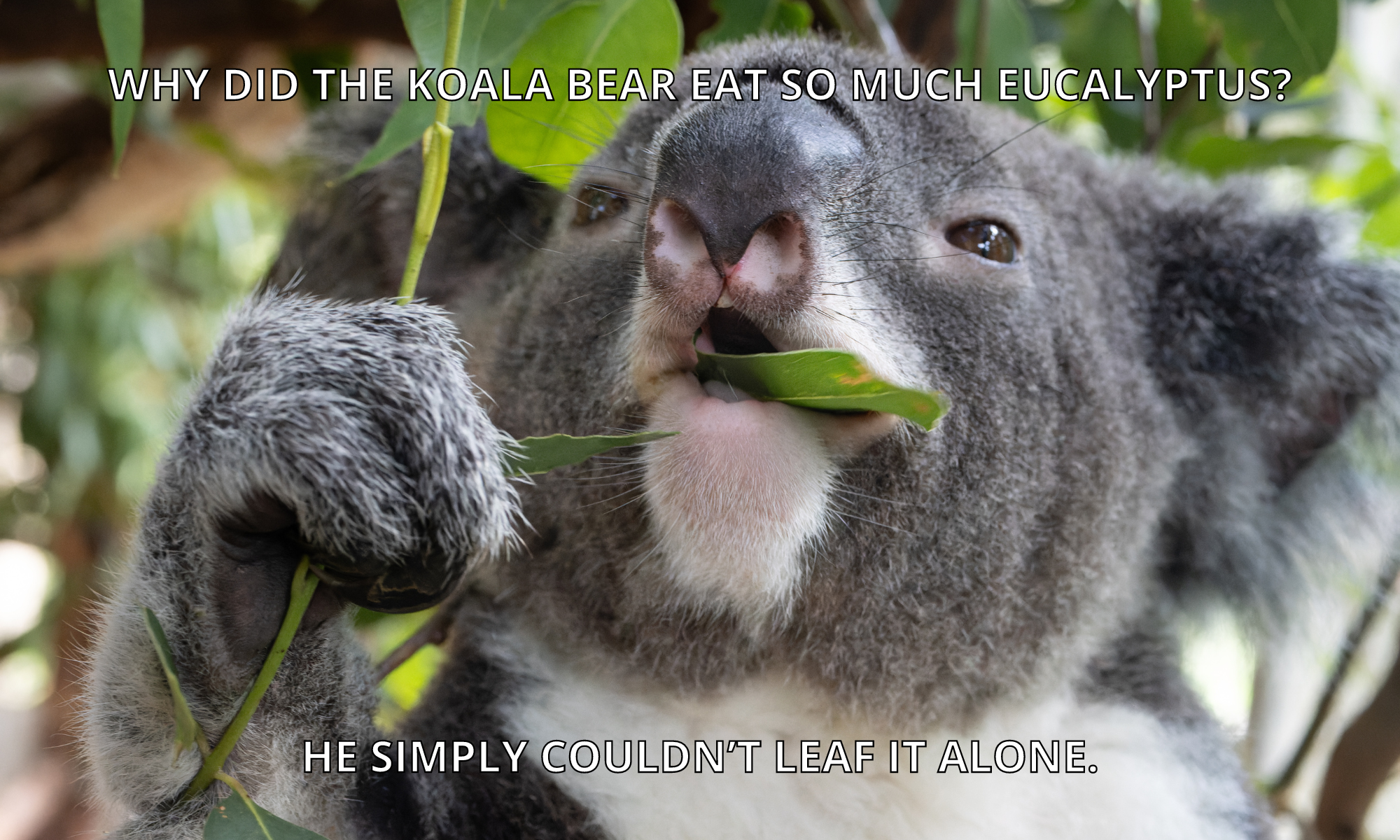 Koalaty jokes for kids of all ages! - Friends of the Koala