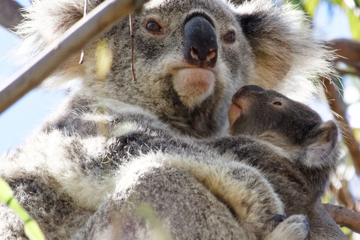 Koalas: Australia’s Iconic Marsupial Facing a Fragile Future - Friends ...