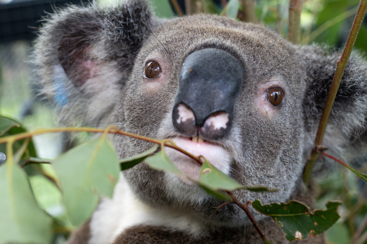 Koala Kindy and Care Centre December 2024 - Friends of the Koala