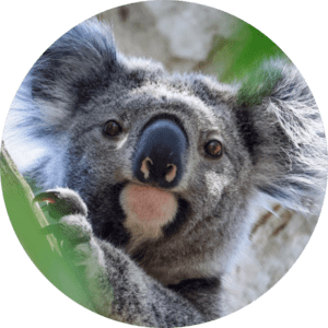 Koalas aren't dumb, they are sleepy survivors - Friends of the Koala