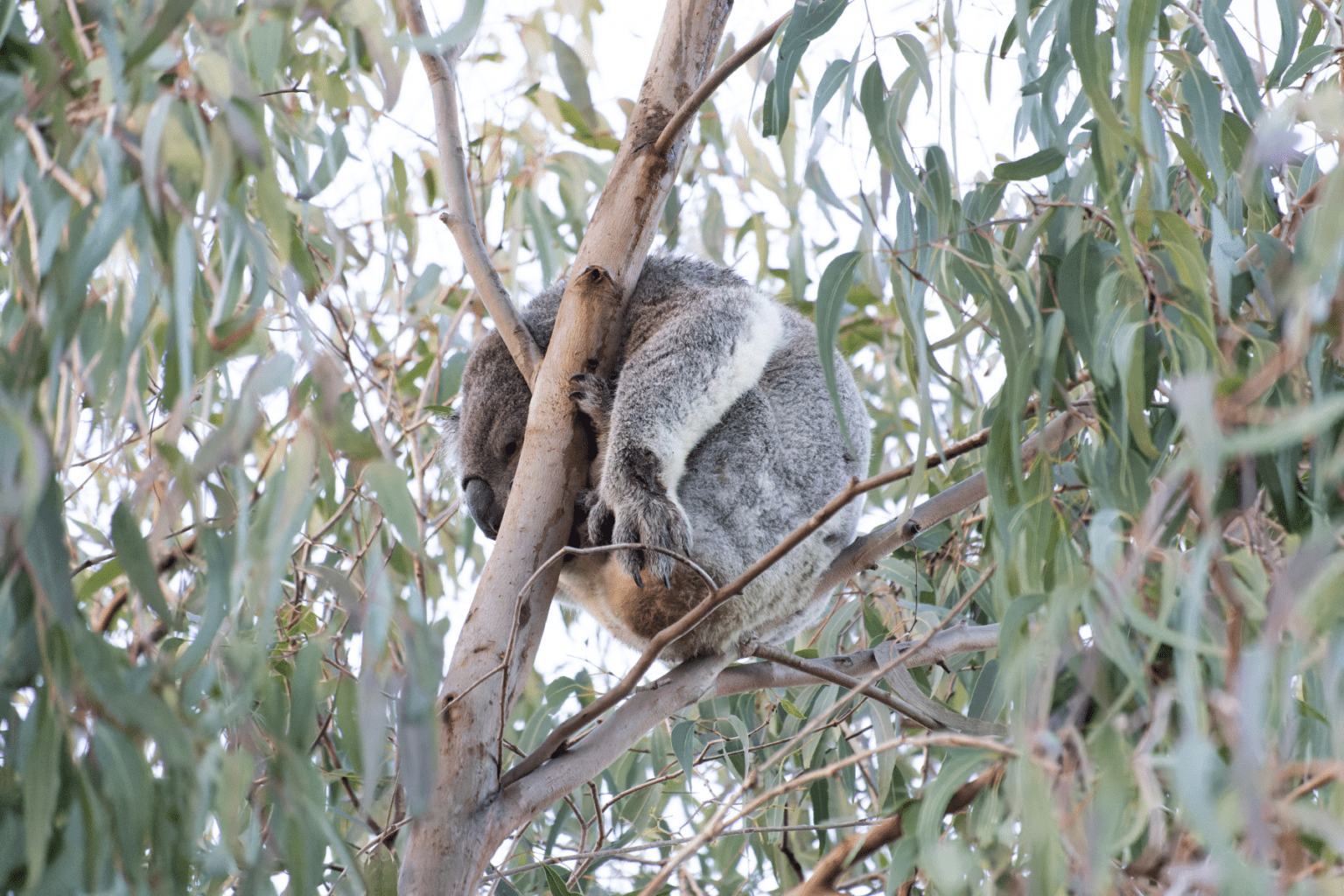 What does a wet koala look like? - Friends of the Koala