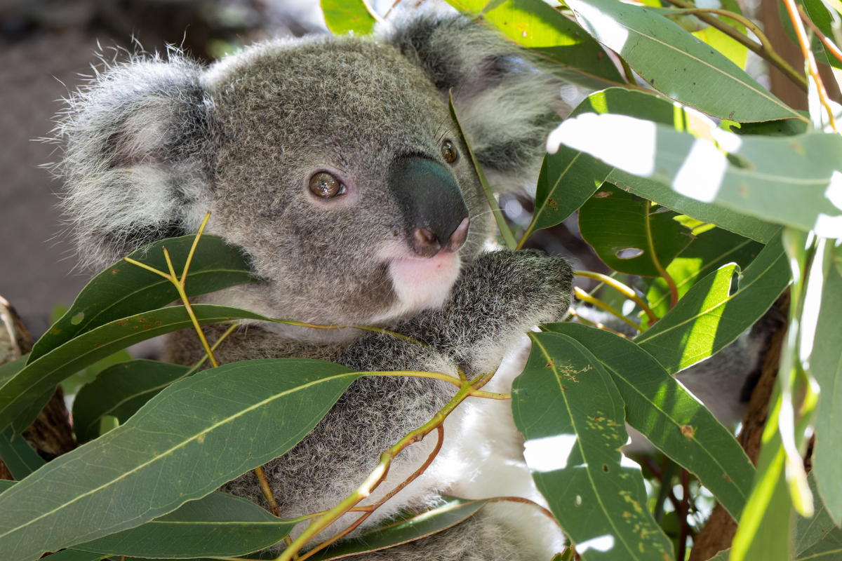 Volunteers in focus: the Leaf Harvest Team - Friends of the Koala