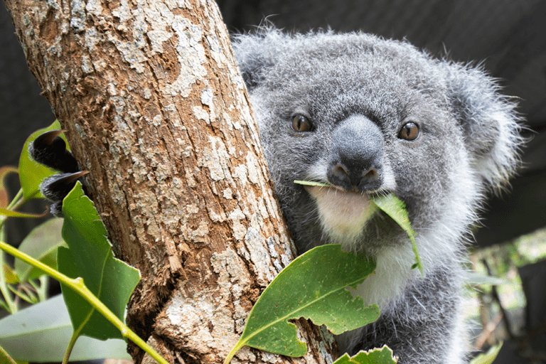 Northern Rivers Koala Hospital - Friends of the Koala