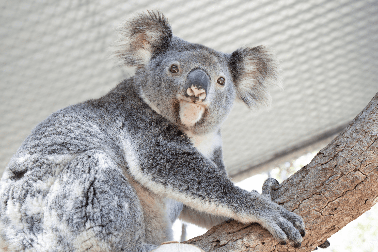 Koalas and cars - Friends of the Koala