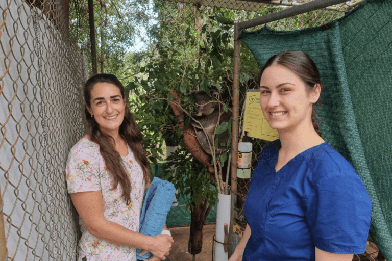 Meet Dr Kate Thomas: Compassionate Care at the Heart of Koala Medicine ...