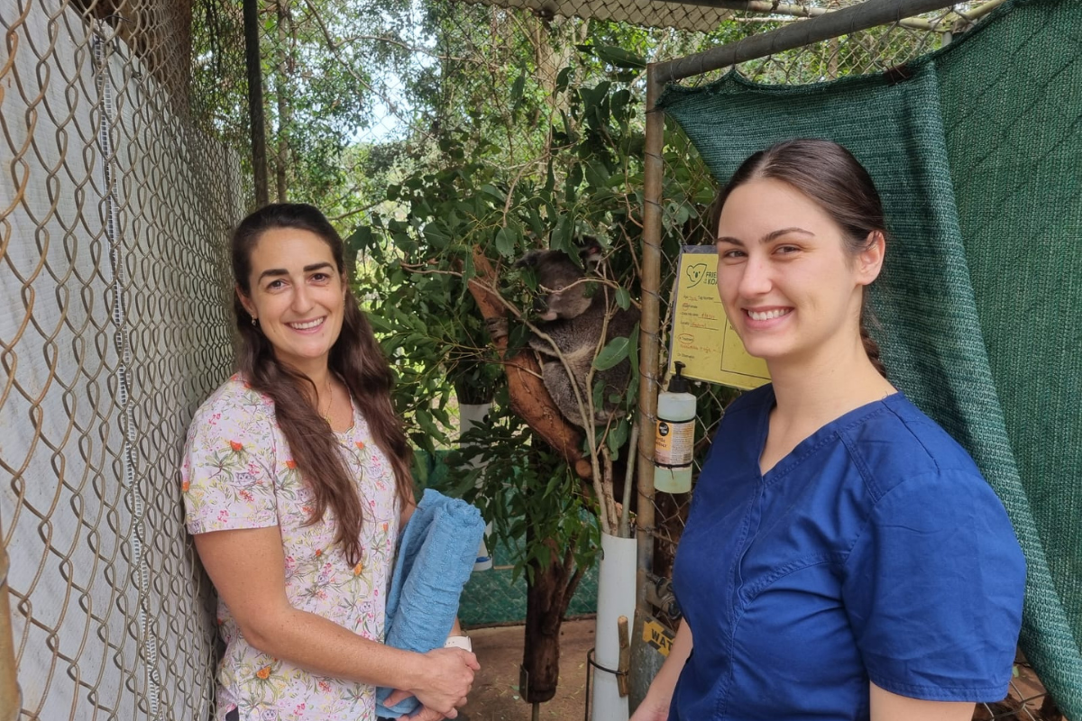 Meet Dr Kate Thomas: Compassionate Care at the Heart of Koala Medicine ...