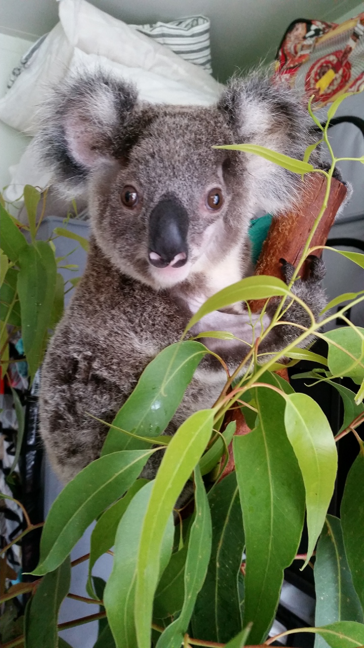 Joey's horrendous tick infestation results in blood transfusion ...