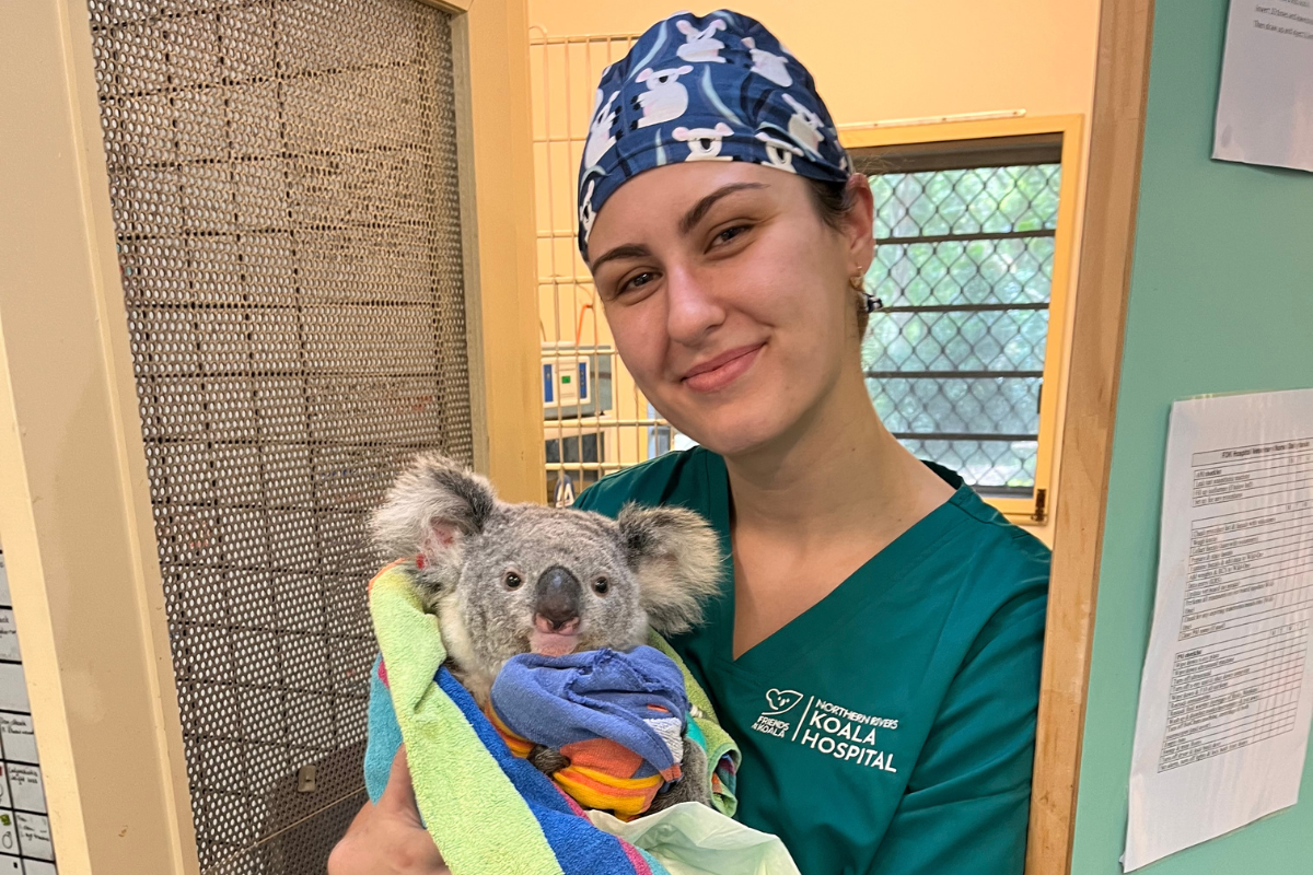 Meet Dr Kate Thomas: Compassionate Care at the Heart of Koala Medicine ...