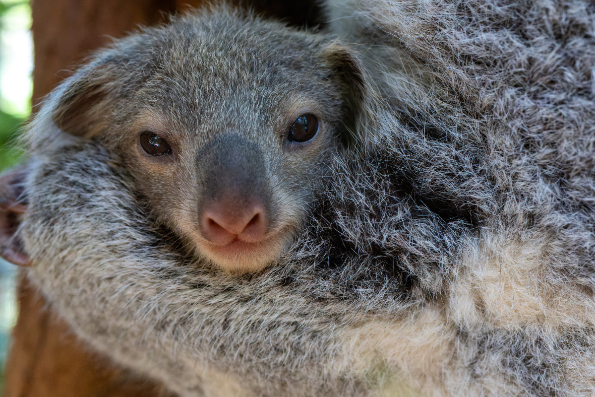 Facts about koalas - breeding season - Friends of the Koala