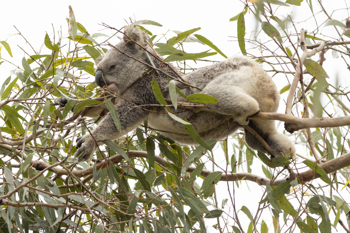 Facts about koalas - breeding season - Friends of the Koala
