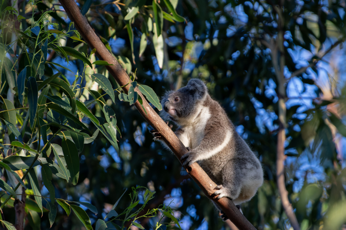 National Tree Day: Restoring Habitat, Protecting Koalas - Friends of ...