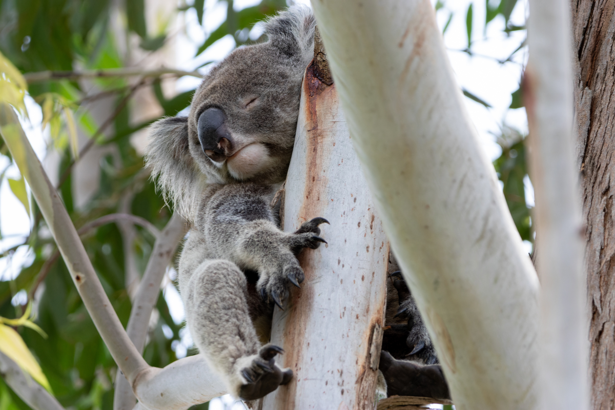 National Tree Day: Restoring Habitat, Protecting Koalas - Friends of ...