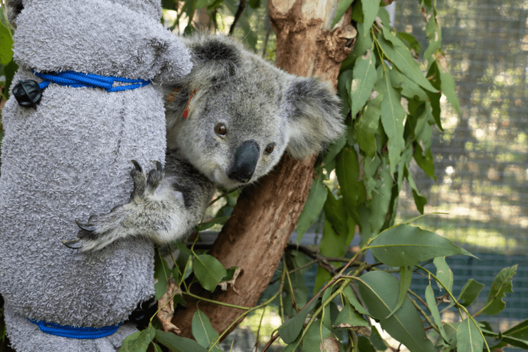 Facts about koalas - breeding season - Friends of the Koala