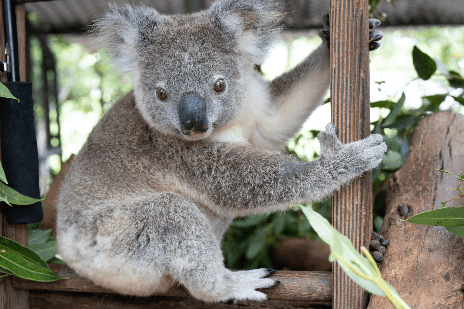 Koala Kindy December - Friends of the Koala