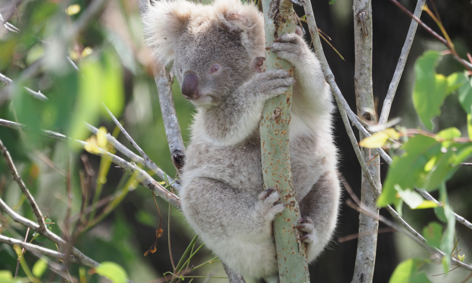 Fun facts about koalas - Polar Star - Friends of the Koala