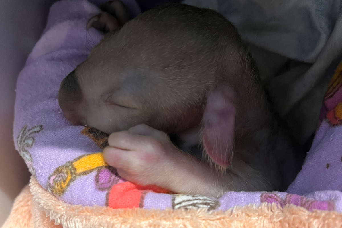 Koalas: Australia’s Iconic Marsupial Facing a Fragile Future - Friends ...