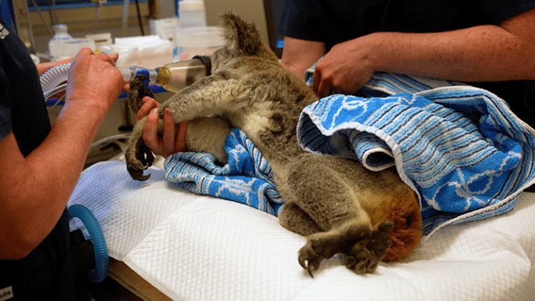 Koala Rescue and Rehabilitation - Friends of the Koala
