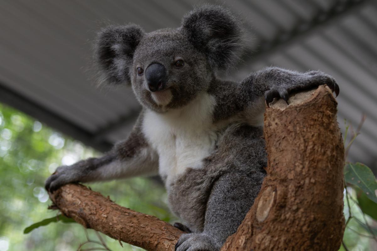What does a wet koala look like? - Friends of the Koala