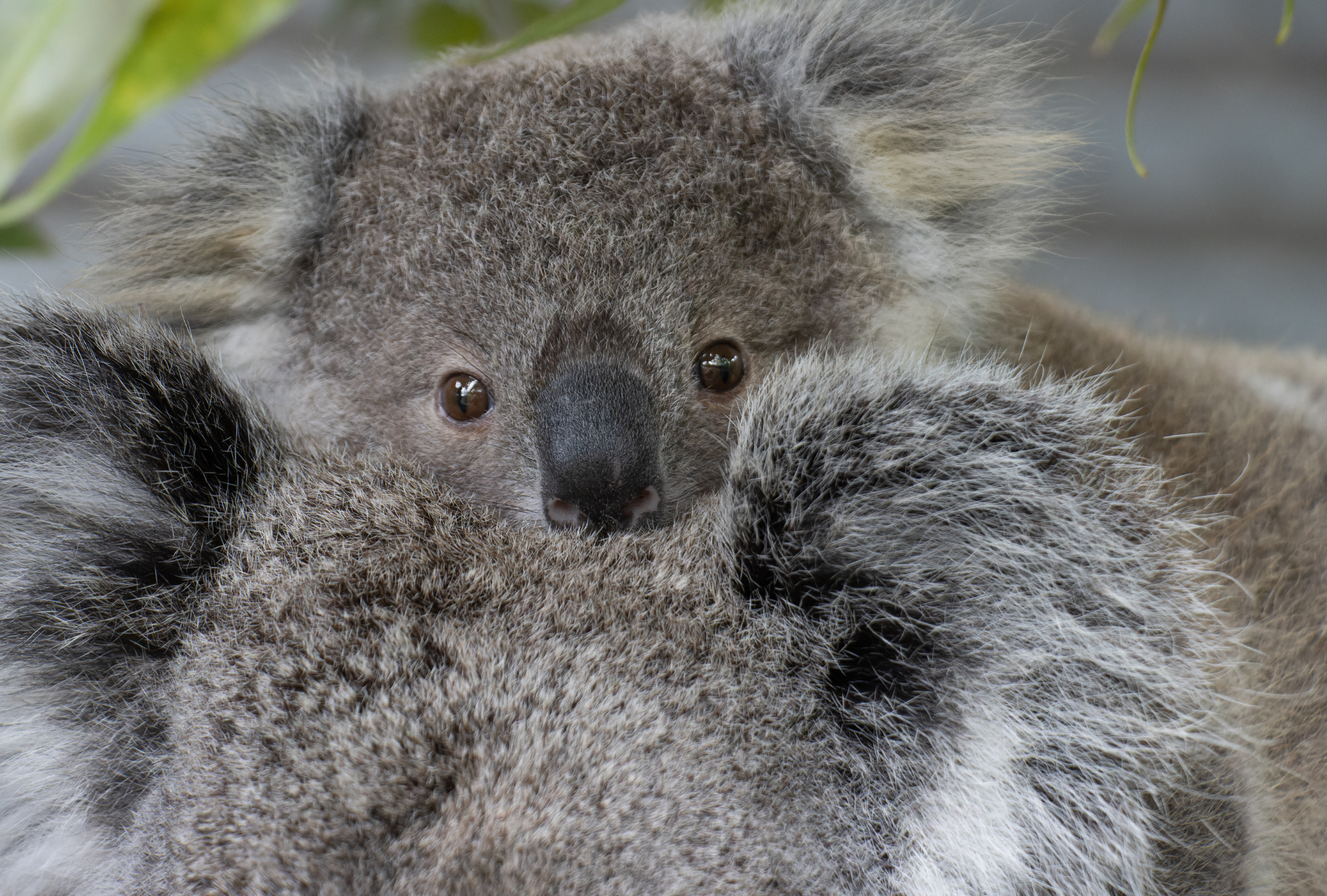 Fundraising luncheon update and thank you - Friends of the Koala