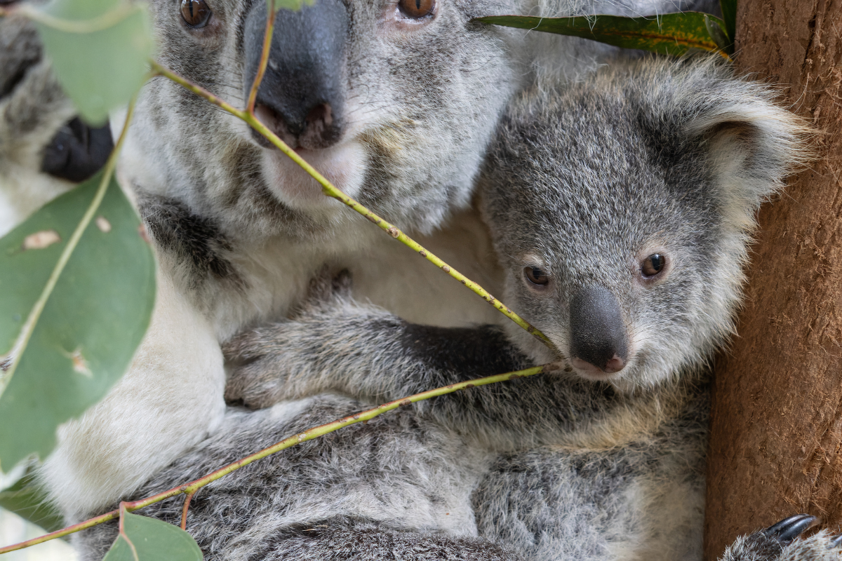 Save the Koala month 2024 - Friends of the Koala