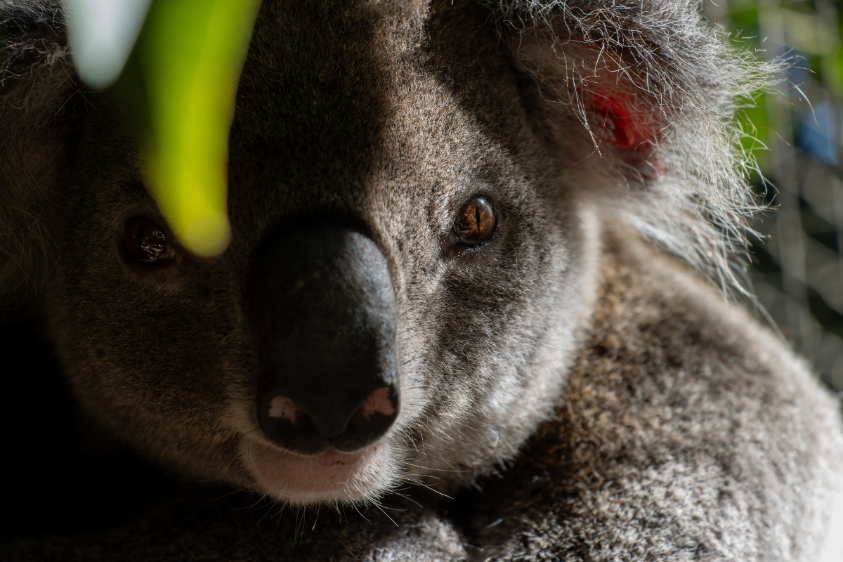 Statement on the Victorian Koala Crisis - Friends of the Koala