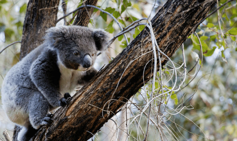 Friends of the Koala | Koala Charity | Save Koalas
