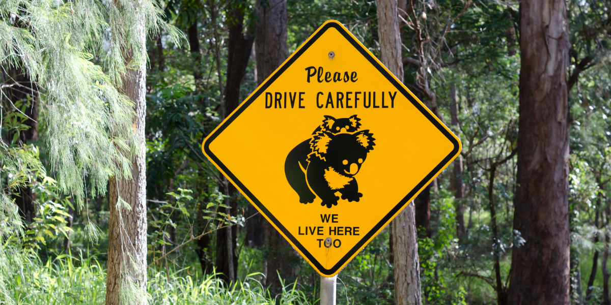 Drive cautiously in koala zones - Friends of the Koala