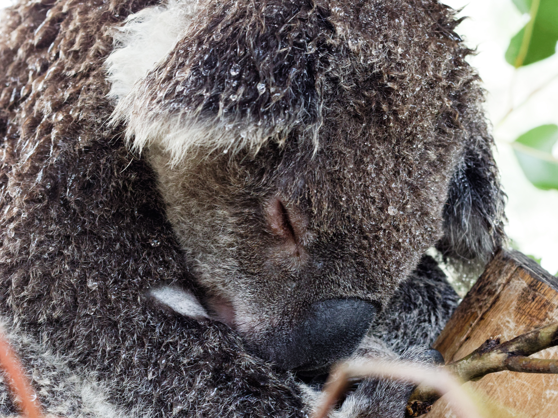 What does a wet koala look like? - Friends of the Koala