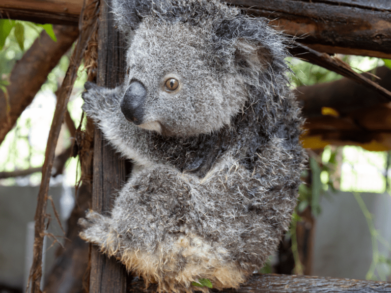 What does a wet koala look like? - Friends of the Koala