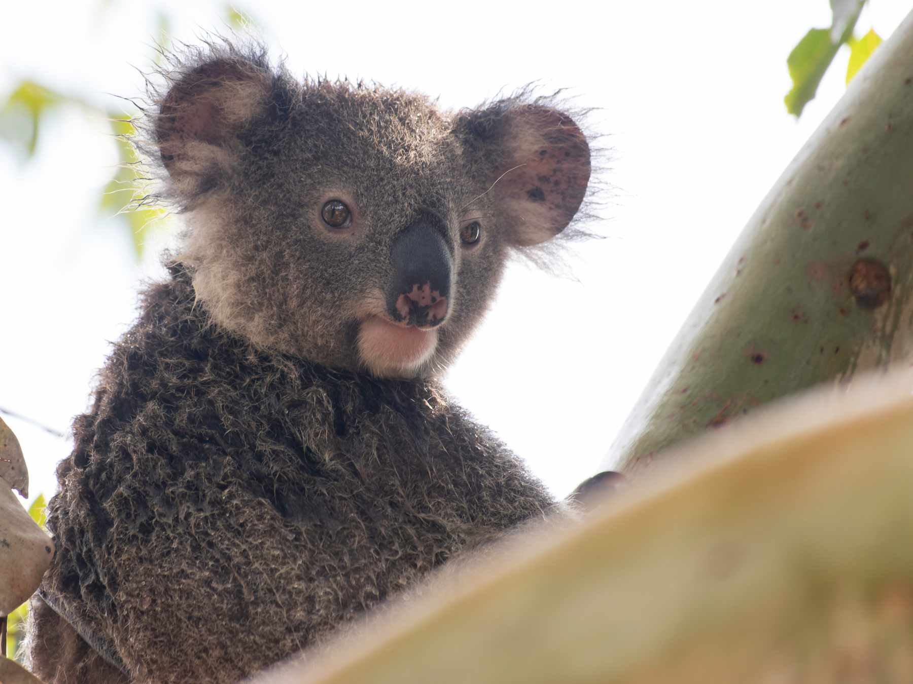 What does a wet koala look like? - Friends of the Koala