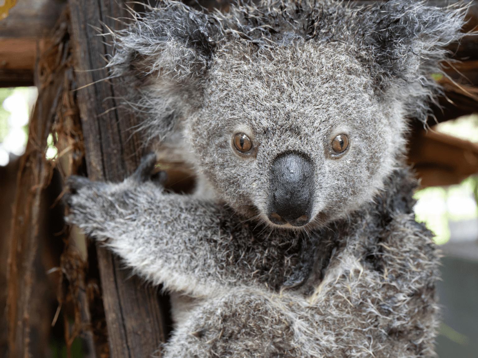 What does a wet koala look like? - Friends of the Koala