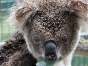 What does a wet koala look like? - Friends of the Koala