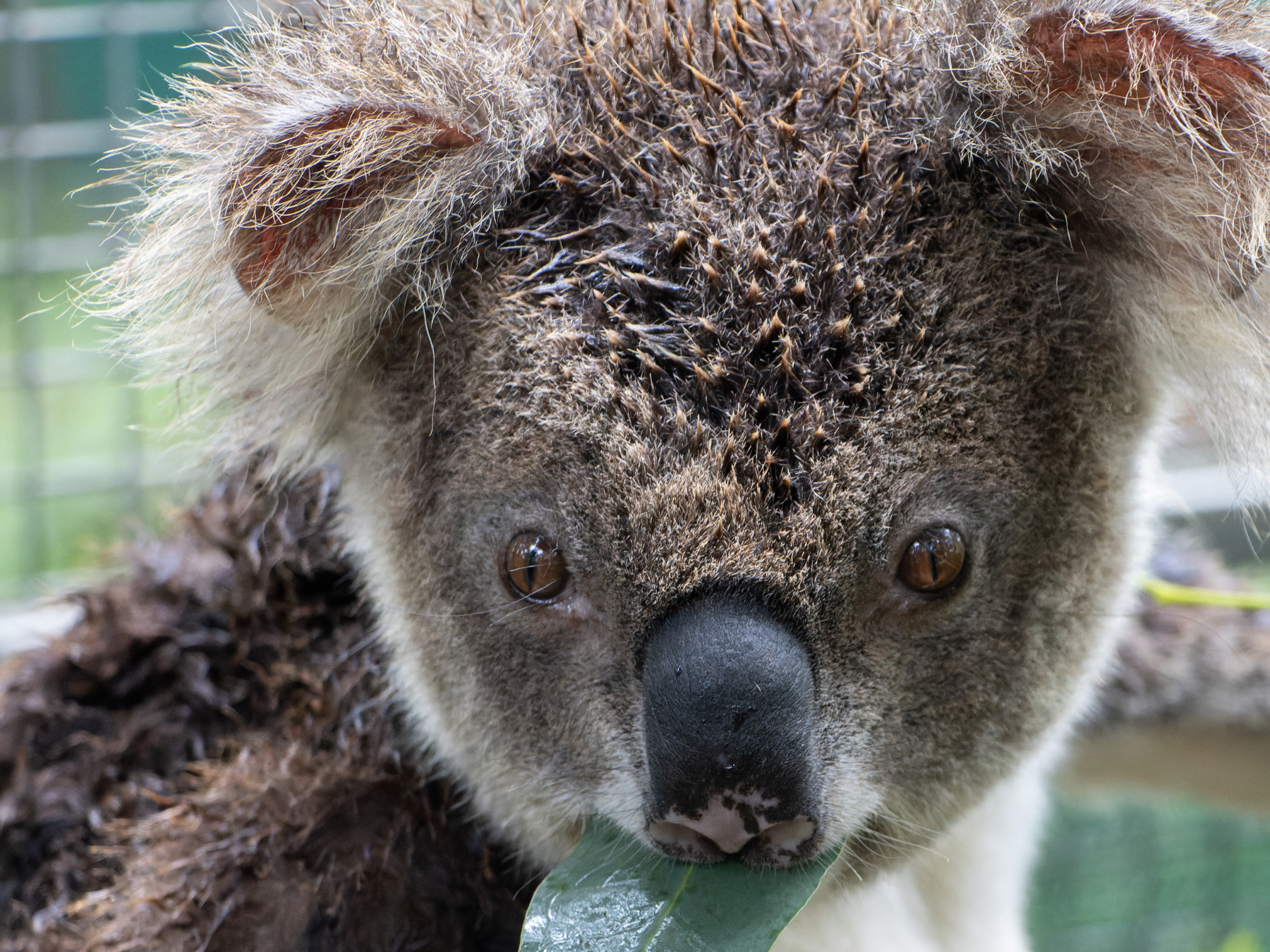 What does a wet koala look like? - Friends of the Koala