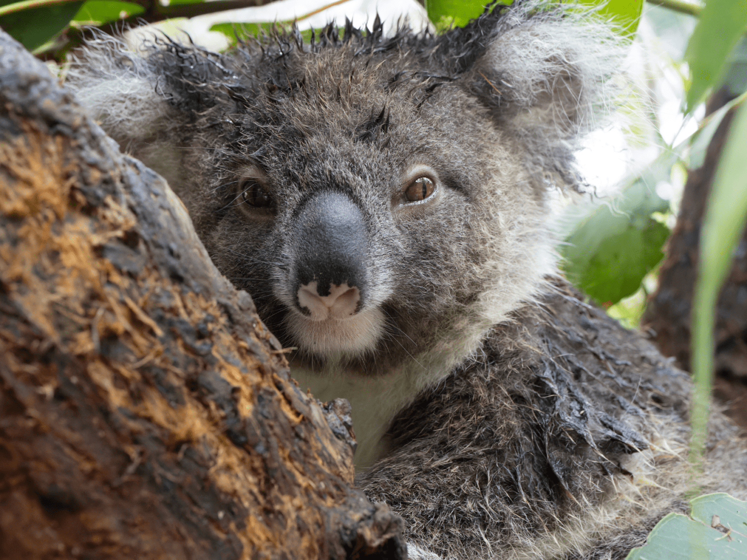 What does a wet koala look like? - Friends of the Koala