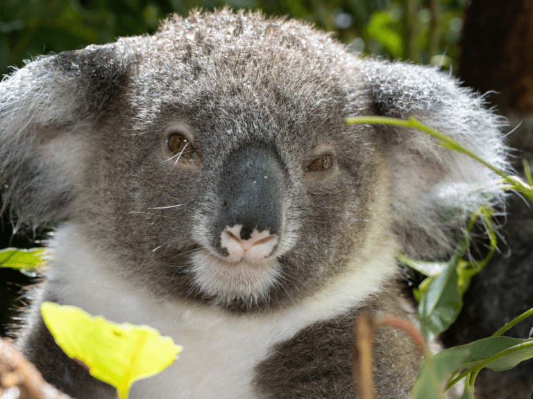 What does a wet koala look like? - Friends of the Koala