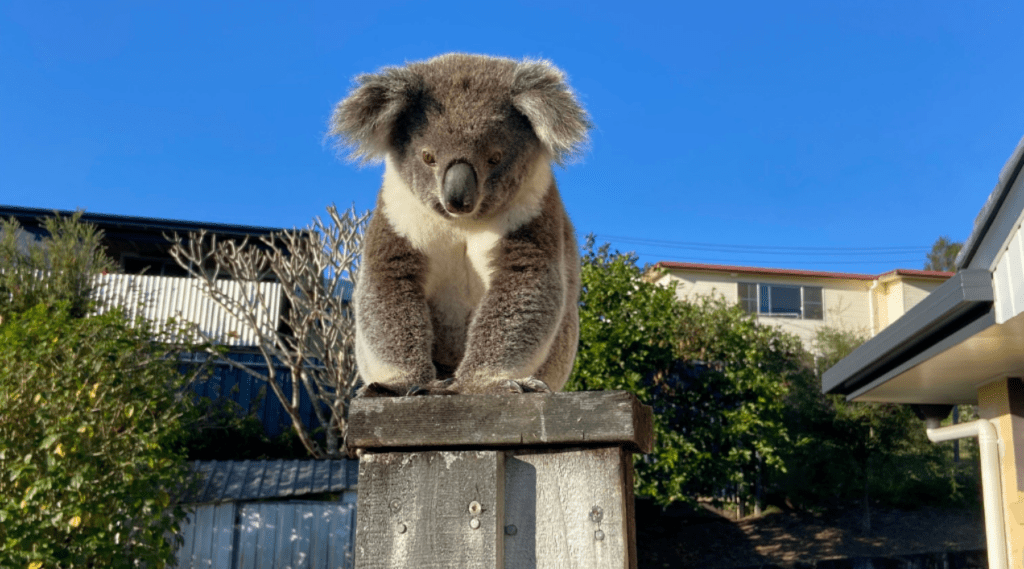 Koalas and dogs - Friends of the Koala