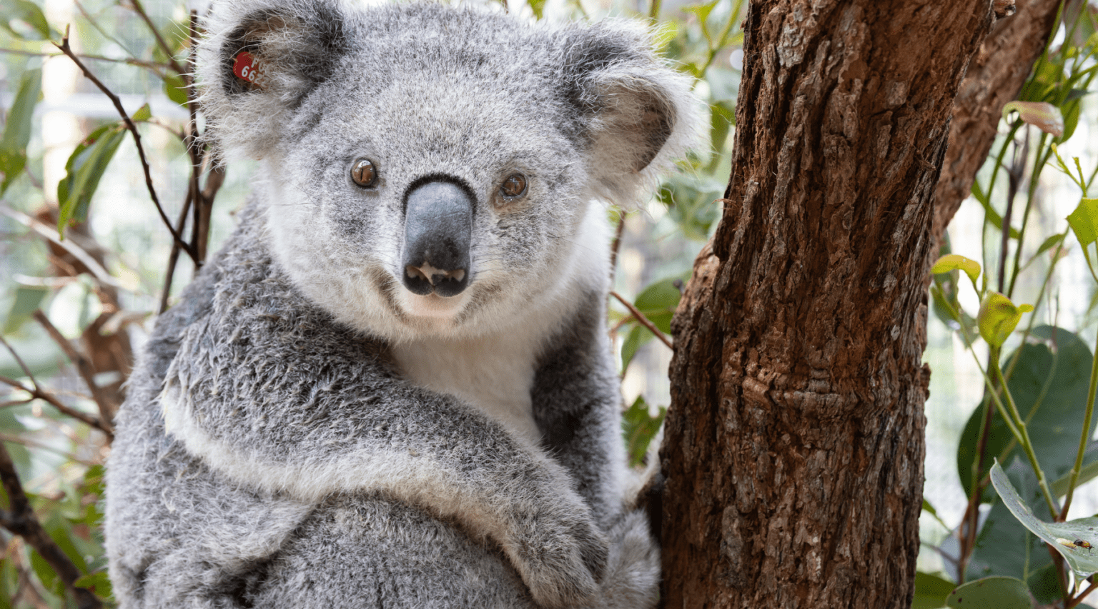 Koalas and dogs - Friends of the Koala